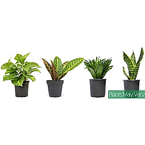 Essential Houseplant Collection (4PK) Live Plants Indoor Plants Live Houseplants in Plant Pots, Easy House Plants Indoors Live, Snake Plant, Pothos in Potting Soil, Clean Air Plants by Plants for Pets