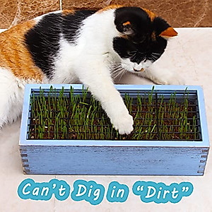 BENPIN Wooden Cat Grass Planter (no Seeds Included) with Potting Soil Disks, Anti Digging Grid and Removable Plastic Liner, Wheat Grass Growing Pot, Cat Grass Kit for Indoor Cats Pets (Amber Blue)