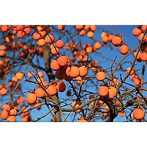 10+ Persimmon Tree Diospyros Hachiya Fruit Seeds Tall Potted Plant Great Tasting Fruit