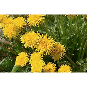 Dandelion Seeds for Planting, 12000+ Flower Seeds for Planting