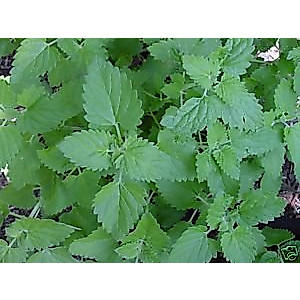 Catnip Great Garden Herb ~ Cats Love It ~ Bulk 40,000 Seeds by Seed Kingdom