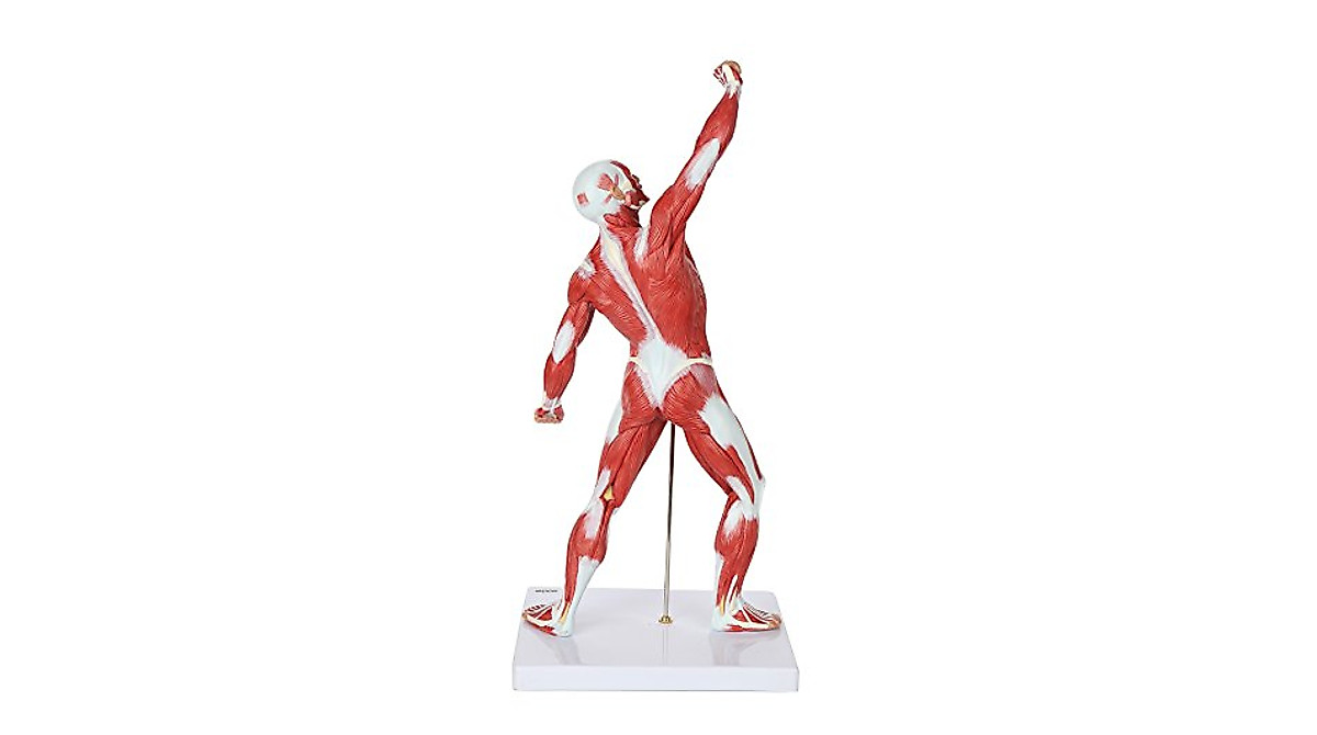 Miniature Muscular System Model - 20-Inch Human Anatomy Replica