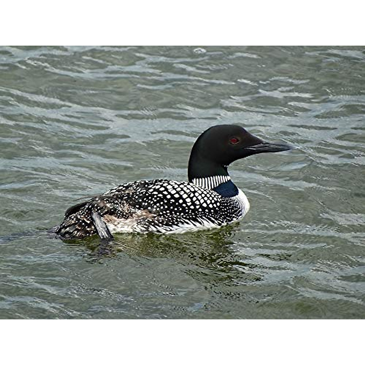 Home Comforts Loon Bird Swimming-20 Inch By 30 Inch Laminated Poster With Bright Colors And Vivid Imagery-Fits Perfectly In Many Attractive Frames