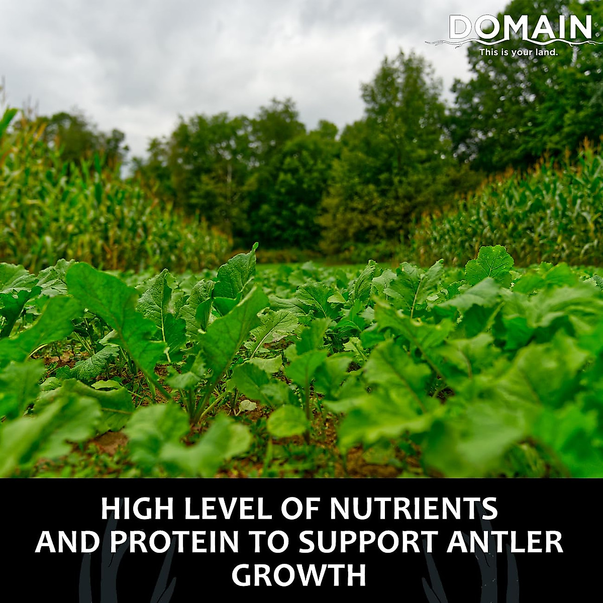 Domain Outdoor Big Sexy Food Plot Seed for Deer, 1/2 Acre, Turnip, Radish, Kale and Forage Rape, High Level of Nutrients & Protein to Support Antler Growth and Health, Fast Germination, Easy to Plant