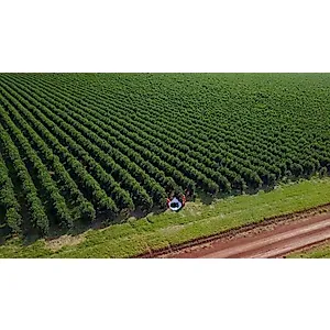 Taragüi Yerba Mate with Stems, 1kg - 2.2 lbs (Red Pack)