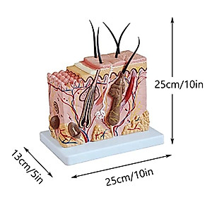 HIRNER Model Teaching Model Skin Anatomy Model Hair Follicle Structure 70x Enlarge Human Anatomy Model for Medical Teaching Learning Aid for Teaching