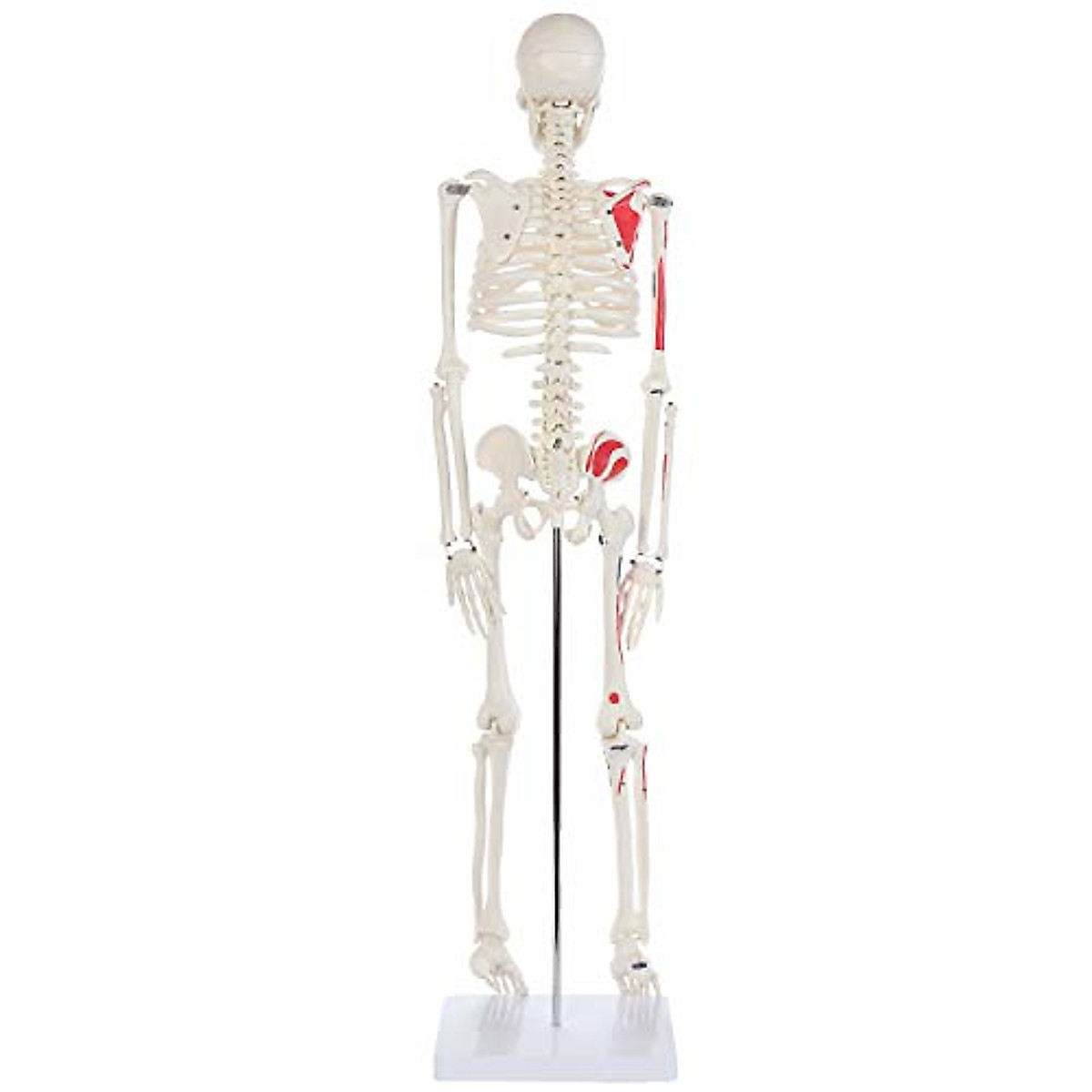 Anatomy Lab Half Life Size Painted and Numbered Human Skeleton Model, 35" Anatomical Replica with Muscle Insertion and Origin Points, Removable Skull Cap & Jaw, Durable Stand for Display and Study