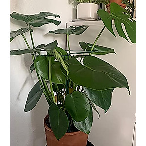 MTB Garden Plant Support Stake, 12-Pack Metal Half Round Tall Plant Support Ring Hoop, 9.5-in Wide x 15.8-in High Plant Cage for Tomato,Peony,Vegetable and Flowers Vine