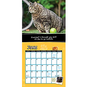 2021 Fat Cats Wall Calendar: A Monthly Calendar Full of Funny Felines and Hilarious Captions (The Perfect Funny Gift for Christmas and Cat Lovers)