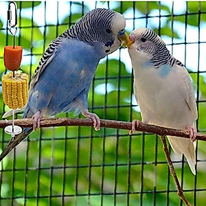 alfyng 5 PCS Bird Food Holder Set, 2pc Parrot Hanging Cage Vegetable Fruit Feeder and Clips, 1pc Bird Stand Perch, Stainless Steel Bird Treat Skewer Parrot Foraging Toy, Animal Feeding Treating Tool