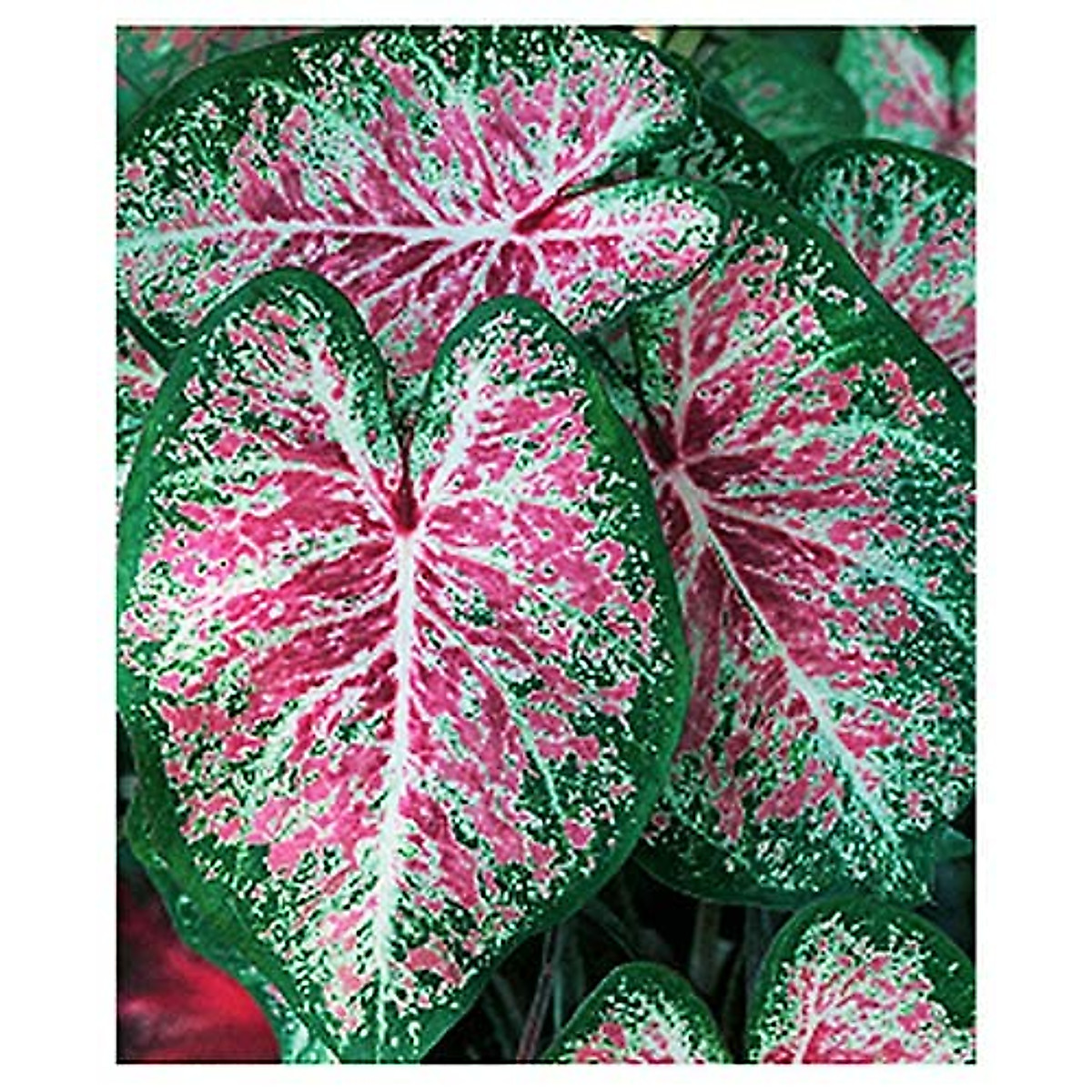 Pink Cloud Caladium - Bare Root - Zone 9-11