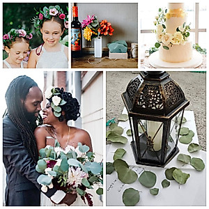 300+ Pcs Dried Real Eucalyptus Leaves, Rustic Boho Wedding Table Decor, 100% Natural Preserved Silver Dollar Eucalyptus Decor Green Leaves, Biodegradable Confetti for Weeding, DIY, Baby Shower, Cake1