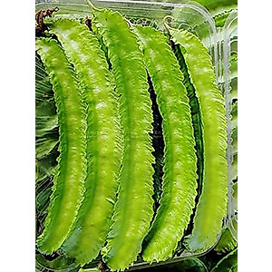 Winged Bean Seeds - Almost All Parts of The Plant are Edible. Once Considered The Food That Could Feed The Planet