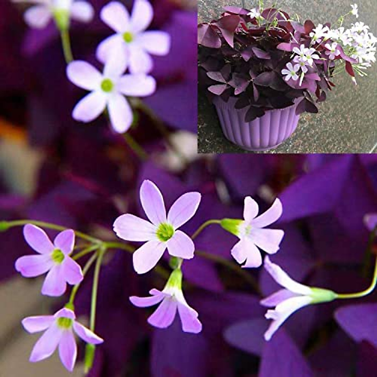 MOKALALA 10 Pcs Purple Shamrock Bulbs Seeds | Non-GMO | Oxalis Triangularis Organic Bulbs Plants Seeds for Planting Home Garden