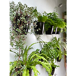 LaLaGreen Wall Planters for Indoor Plants - 10 Pack, 5 Inch Black Self Watering Wall Planter, Eco Wall Mounted Planters System Living Hanging Wall Pots Holder Trendy Live Wall Garden Indoor for Herb