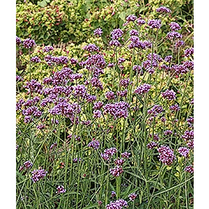 David's Garden Seeds Flower Vervain Purpletop FBA-00088 (Purple) 200 Non-GMO, Heirloom Seeds