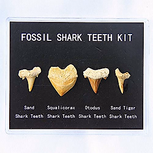 SUNNYHILL Shark Teeth Fossils Specimen Shark Gifts Real Prehistoric Shark Tooth Set for Education and Collection