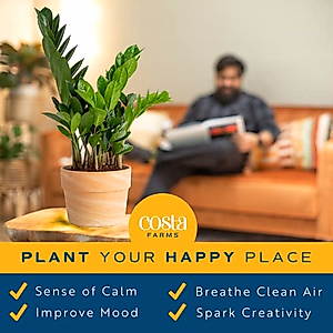 Costa Farms ZZ Plant, Live Indoor Houseplant in Modern Decor Planter, Natural Air Purifier in Potting Soil, Gift for Plant Lovers, Birthday Gift, Tabletop Living Room Decor, Desk Decor, 12-Inches Tall