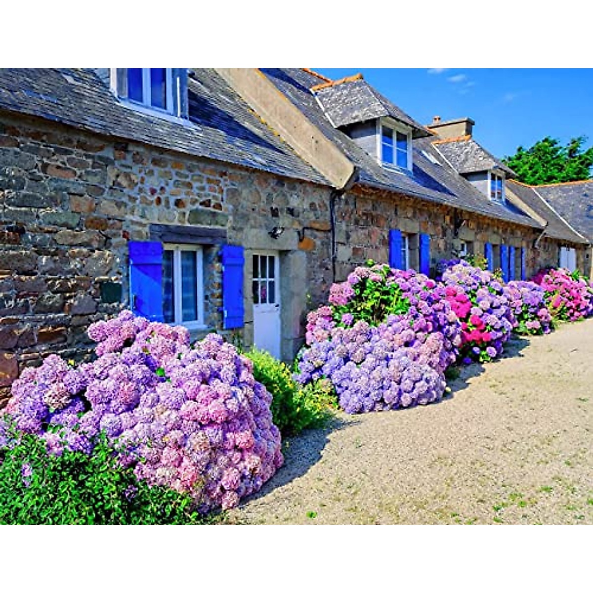 100+ Mixed Hydrangea Seeds for Planting Fast Growing Shrub Flowers Bush Plants Beautiful Smell Outdoor Garden Decor Home Perennial