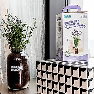 Back to the Roots Lavender Organic Windowsill Planter Kit - Grows Year Round, Includes Everything Needed for Planting