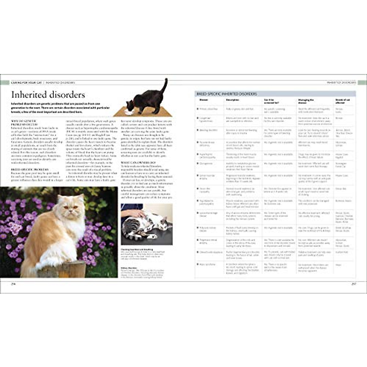 The Cat Encyclopedia: The Definitive Visual Guide (DK Pet Encyclopedias)