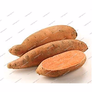 Dichondra Fresh 100pcs Sweet Potato Vegetables Seeds for Planting Orange