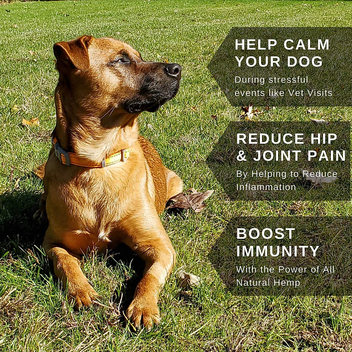CoreBionics Premium Hemp Dog Treats - 600mg (30ct) - Support for Joint Flexibility and Mobility, Nervousness, Hyperactivity and Environmentally-Induced Stress