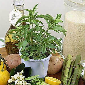 Outsidepride Mentha Piperita Peppermint Culinary Herb Garden Plant for Flavoring - 10000 Seeds