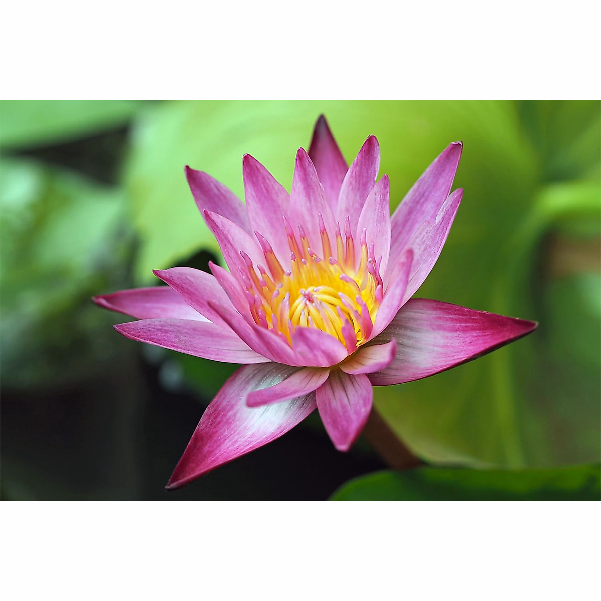 60 Pcs Mix Bonsai Bowl Lotus Seeds, Water Lilys Flower Plant, Lotus Seeds for Planting Water Features Seeds Non-GMO Fresh Garden Seeds