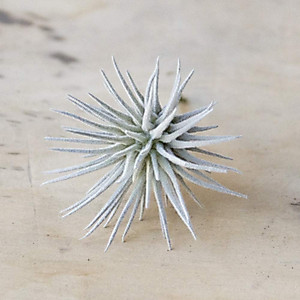 CHIVE Artificial Air Plants — Bulk Set of 5, Large — Ultra Realistic Fake Tillandsia Bromeliad Plants — Decorative Faux Succulents for Home & Office Decor — No Care Needed!