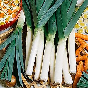 250 Large American Flag Leek Seeds for Planting Short Day Italian Heirloom Onion. Non GMO 0.8 Grams Garden Vegetable Bulk Survival