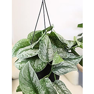 Silver Satin Pothos Plant Live Plant Hanging Basket, Silver Pothos Hanging Plant Live House Plants Indoors, Real Plants Indoor Live Plants Indoor Plants Live Houseplants Live Indoor by Plants for Pets