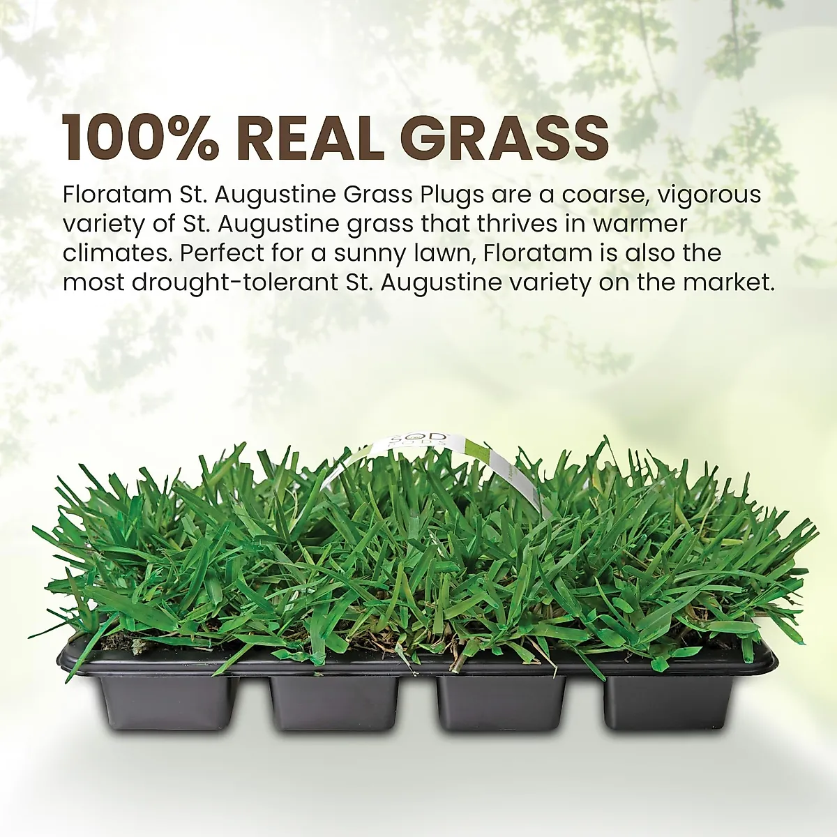 Cannot Ship to California/AZ SodPods® St Augustine Floratam Grass Plugs (32-Count) Natural, Affordable Lawn Improvement