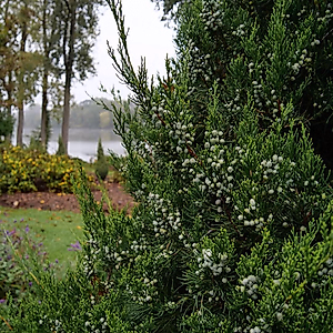 Gin Fizz® Juniper - Juniperus chinensis - Proven Winners - 4" Pot