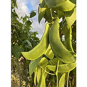 King of The Garden Climbing Pole Lima Bean Vining Heirloom Seed Packet