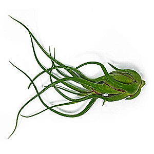 Tillandsia Air Plants Live Indoor Plants (50 Pack), Air Plants Bulk Party Favors or Wedding Favors Live Plants, Air Plant Lover Gifts, DIY Terrarium Kit, Air Succulents Plants Live by Plants for Pets