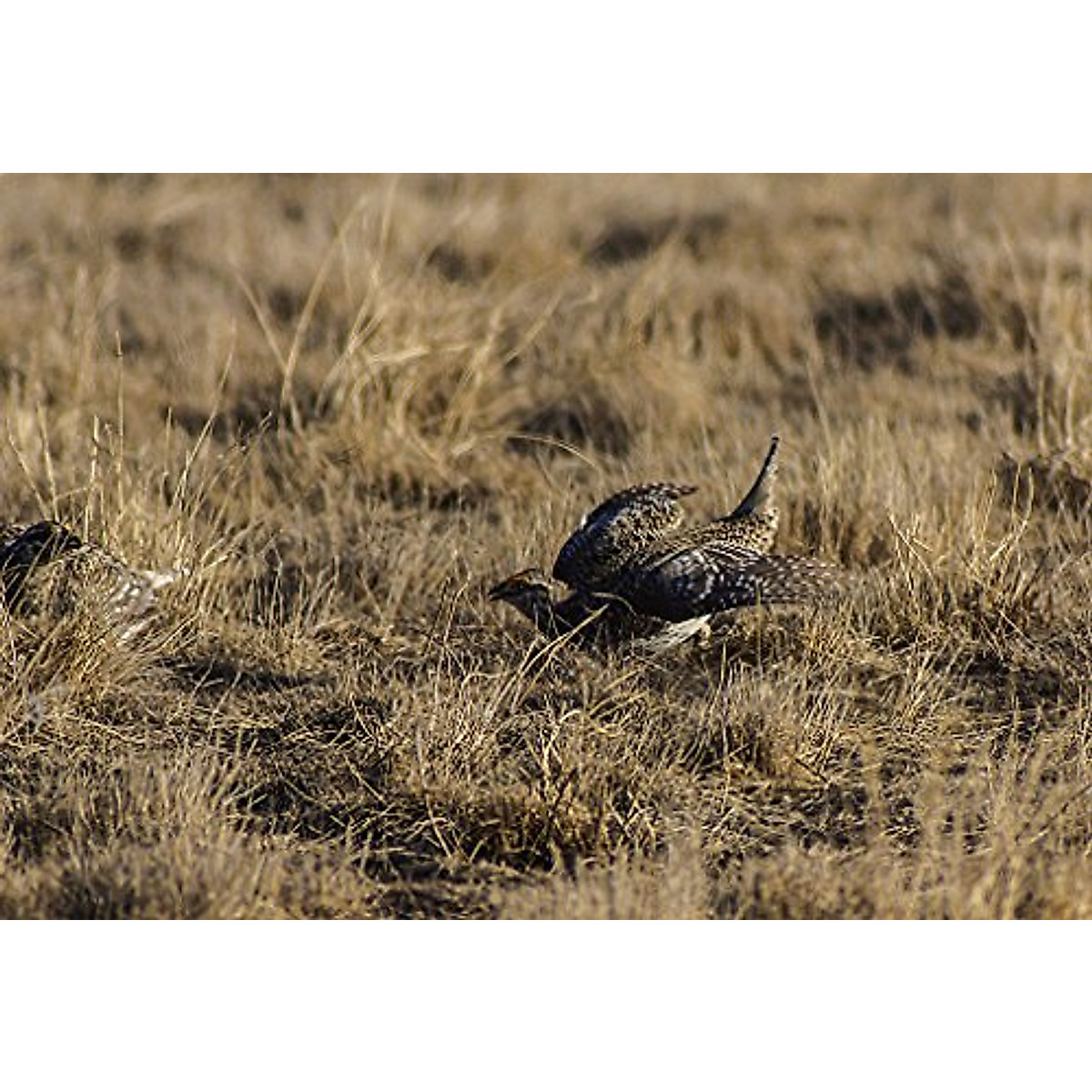 Opteka 650-1300mm (with 2X- 1300-2600mm) Telephoto Zoom Lens for Canon EF-Mount EOS 90D, 80D, 77D, 70D, 60D, 50D, 7D, 6D, 5D, 5DS, 1DS, T8, T8i, T7i, T7s, T7, T6s, T6i, T6, T5, SL3, SL2 DSLR Cameras