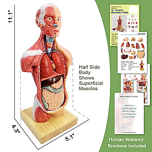 Human Skeleton Model,Heart Models-Best Anatomy Model Bundle Set of 3 Hands-on 3D Model Study Tools for Medical Student