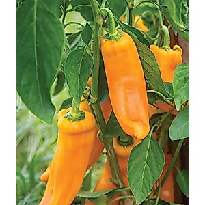 Burpee Big Daddy Sweet Pepper Seeds 40 seeds