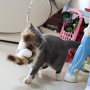 Fosrion Real Raccoon Tail Fur Cat Bites Toy with Three Section Retractable Carbon Fiber Rod (Raccoon) (Raccoon, Tail & Fishing Rod)