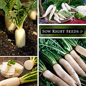 Sow Right Seeds - Japanese Minowase Daikon Radish Seed for Planting - Non-GMO Heirloom Packet with Instructions to Plant a Home Vegetable Garden - Great Gardening Gift (1)