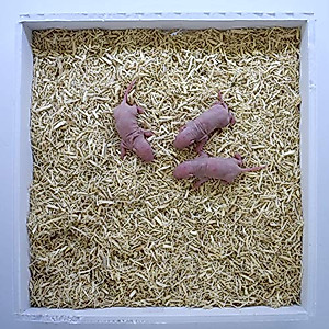 MiceDirect- 100 Rat Pinkies- Fresh Fast Frozen Pinky Food Feeders for Adult Corn Snake Monitor Lizard Pet Reptiles