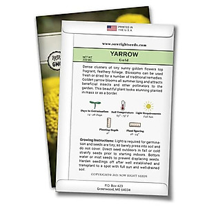 Sow Right Seeds - Achillea Yarrow Gold Flower Seeds for Planting - Beautiful Flowers to Plant in Your Home Garden - Non-GMO Heirloom Seeds - A Favorite Perennial to Attract Pollinators - Great Gift