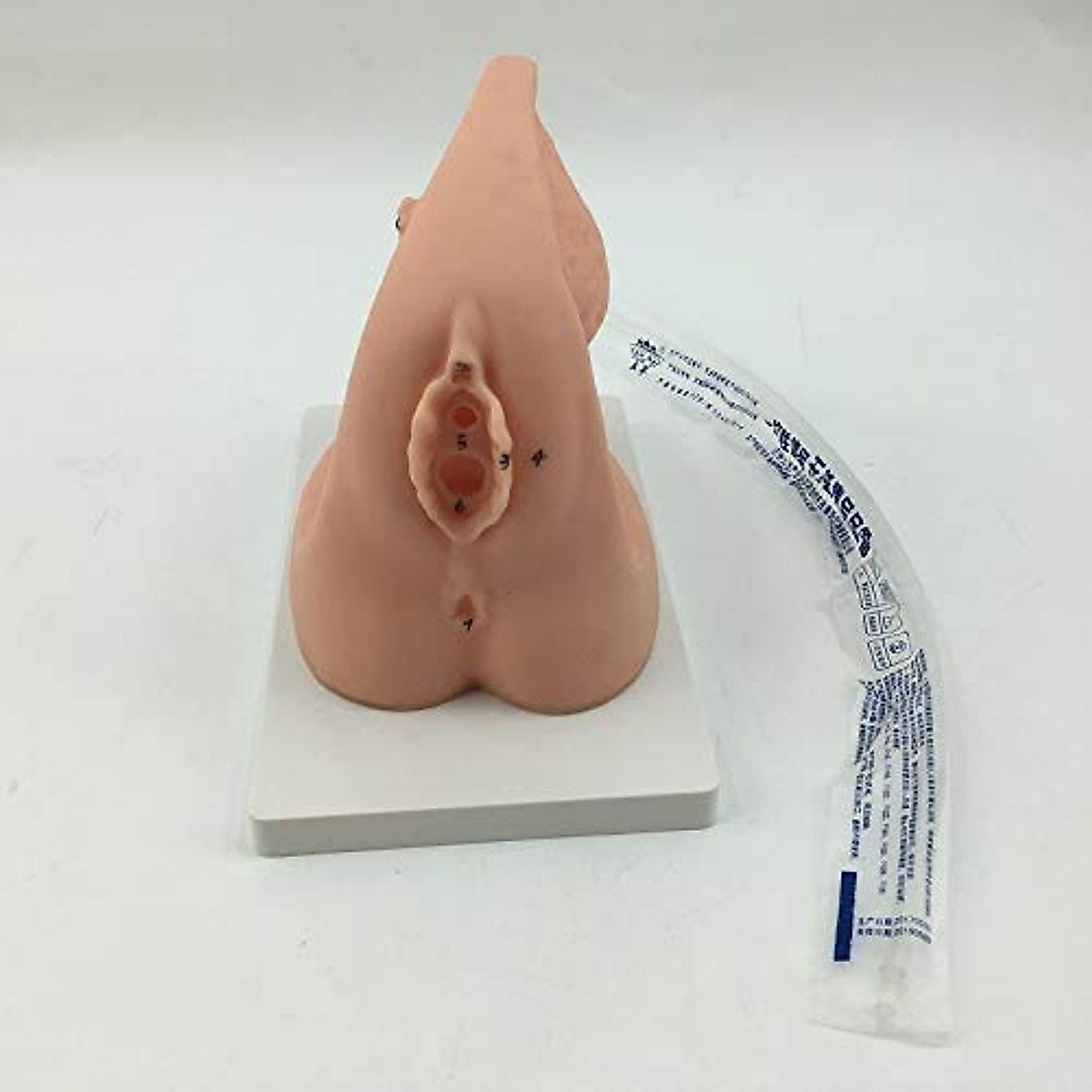 Catheterization Model, Female Internal and External Catheterization Model- PVC Manikin Teaching Model - for Gynecology Medical Educational Training Aid Medical Practice Traning Model Nursing Trainin