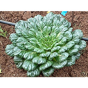 Tatsoi Mustard 500 mg Green Seeds for Planting, USA Green Garden Vegetable Seeds, Chinese Cabbage, Tat Choi, Pak Choi, Spinach Mustard, Rosette Bok Choy, Asian Brassice Rapa VAR. Rosularis, Non-GMO