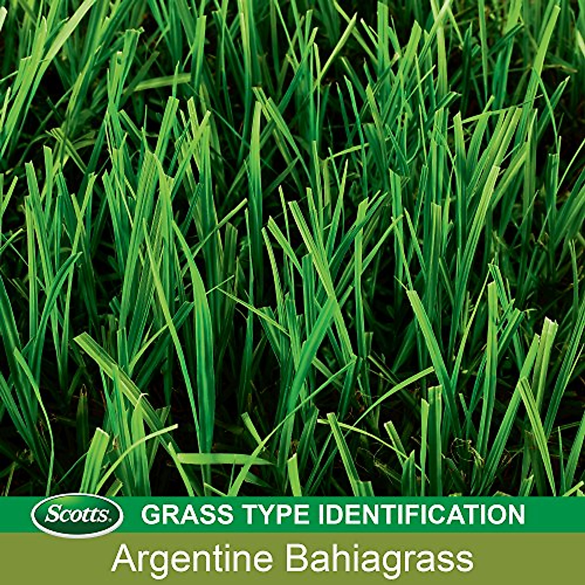 Scotts Turf Builder Grass Seed Argentine Bahiagrass, Excellent Heat & Drought Resistance, 5 lbs.