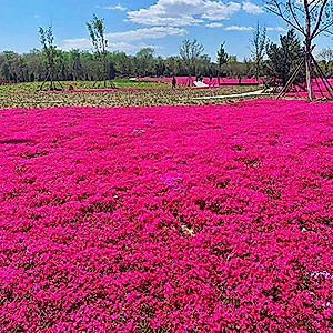 QAUZUY GARDEN Red Creeping Thyme 200 Seeds Fragrant Lawn Cover/Groundcover Seeds Hardy Drought Salt Tolerant Fast-Growing Low-Maintenace Perennial Evergreen Herbs