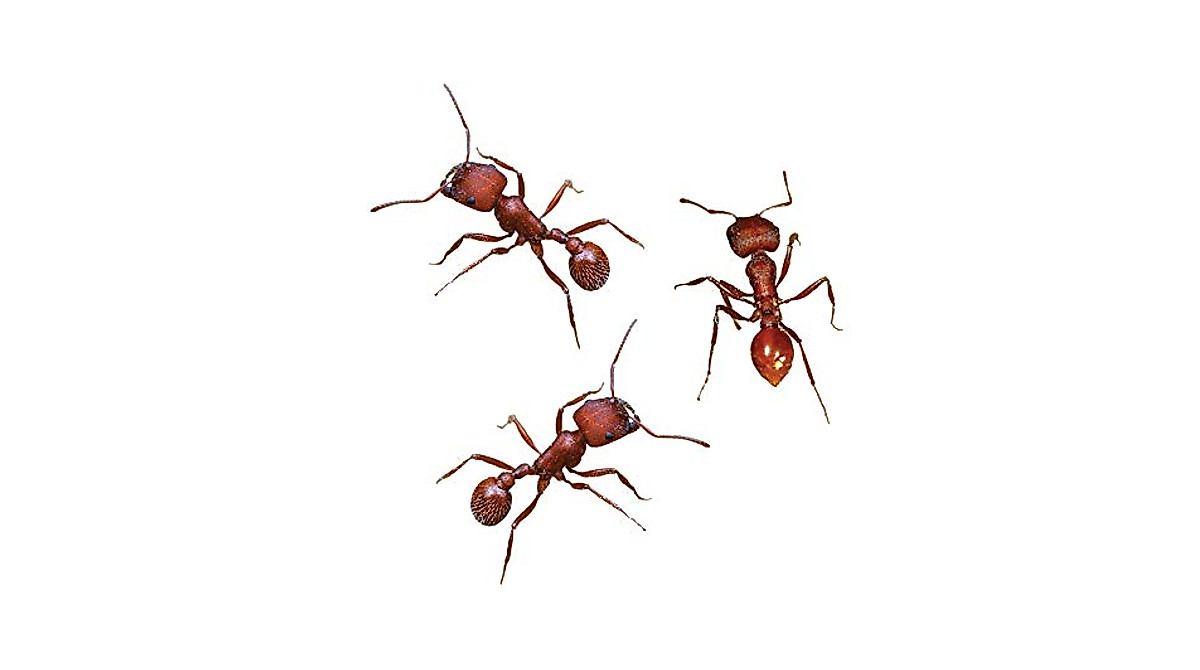 Insect Lore Live Harvester Ants - 2 Tubes of 25 for Ant Habitats
