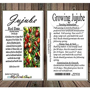 MySeeds.Co - BIG PACK Seeds Big Pack Survival Flower Fruit Garden Seeds, Exotic Rare Non-GMO and Heirloom Variety Limited Quantity, You Choose The Color (Jujube)