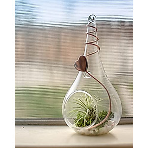 Air Plant Low Light House Plants Box (3PK) Tillandsia Air Plants Live Houseplants Live Indoor Plants Live Succulents Plants Live Terrarium Plants Live, Air Plant Holder Airplant Kit by Plants for Pets